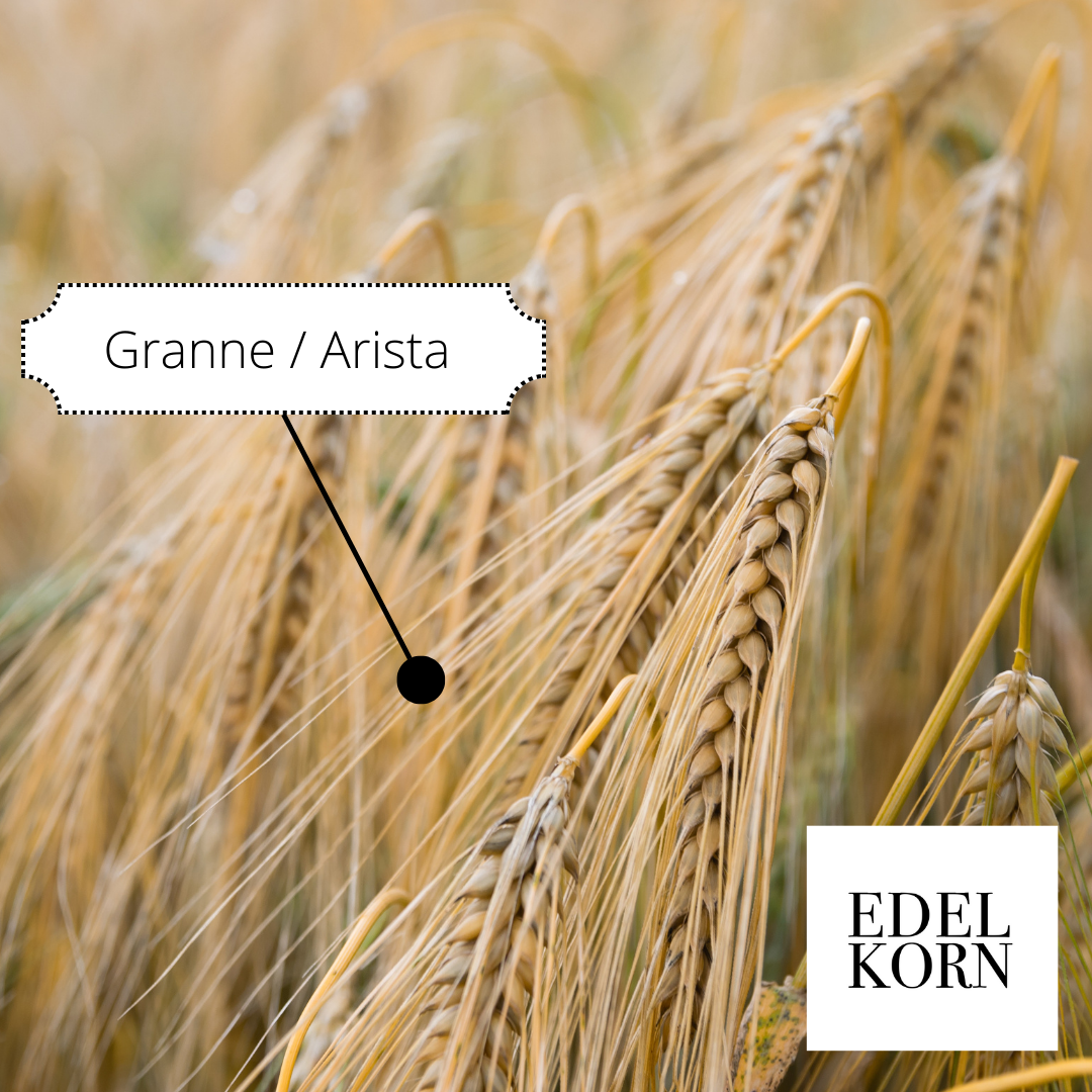 Die Granne - Edelkorn